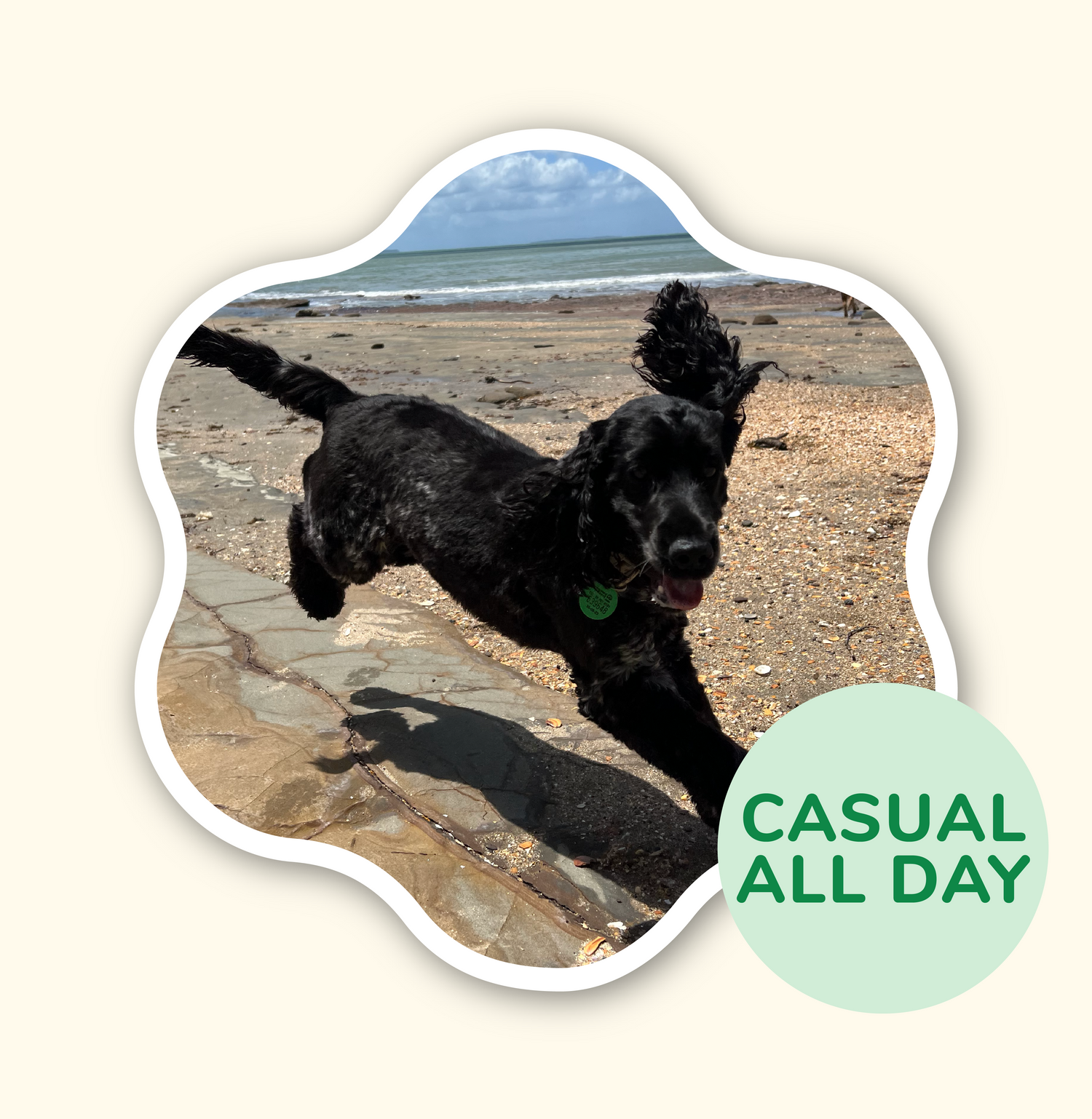 Adventure Dog Walking Auckland | Small Pack Walks | Paws on Tour